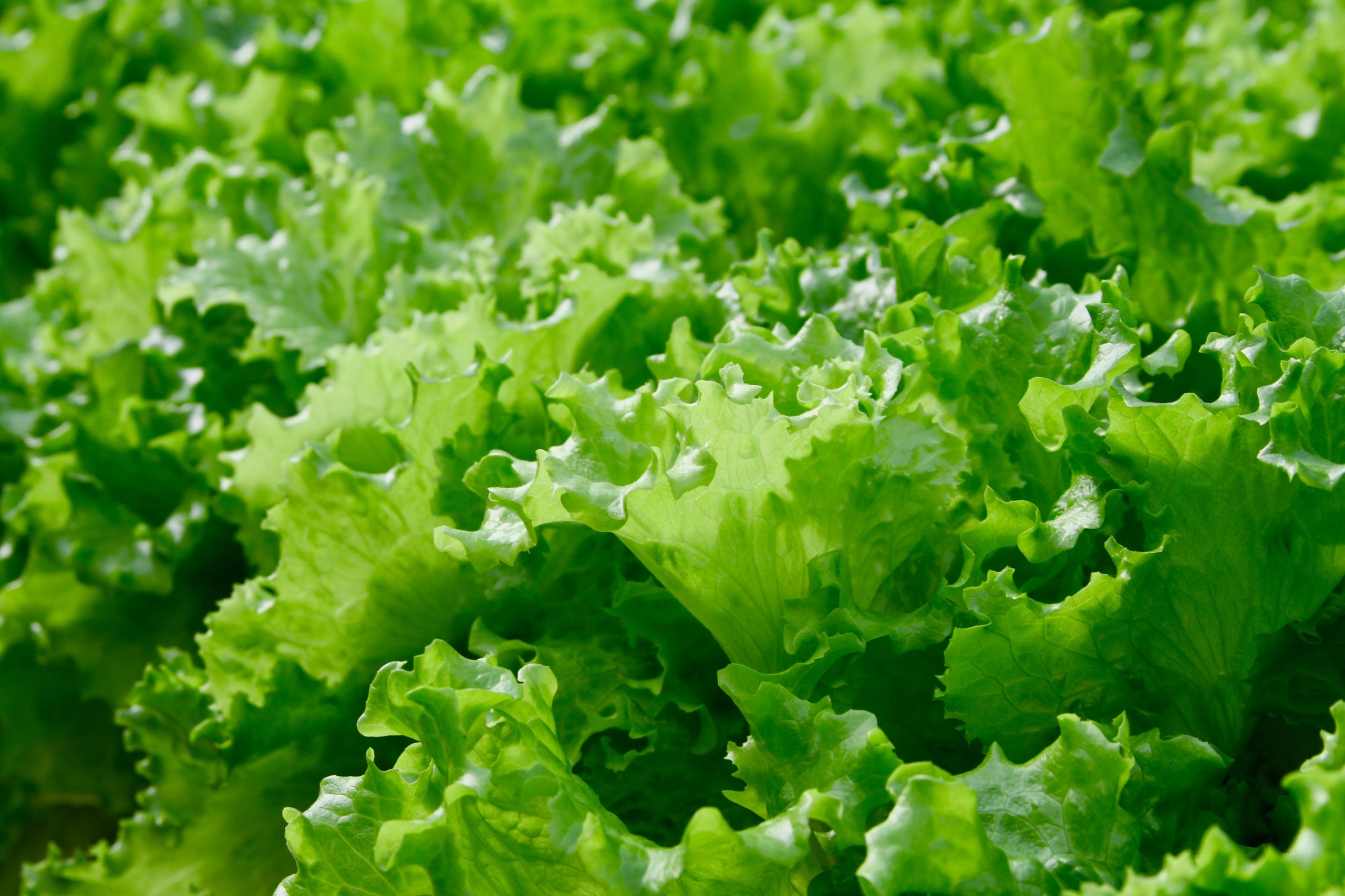 Fresh & Local Lettuce | Peters Produce | Grown in Aylmer